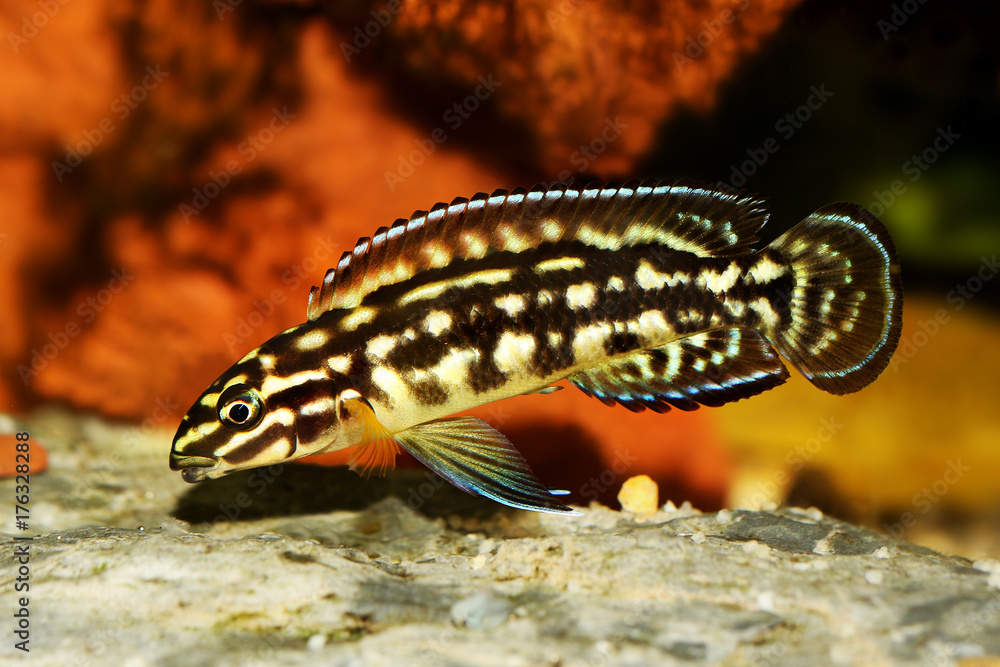 Spotted Julie Cichlid Julidochromis marlieri aquarium fish Lake ...