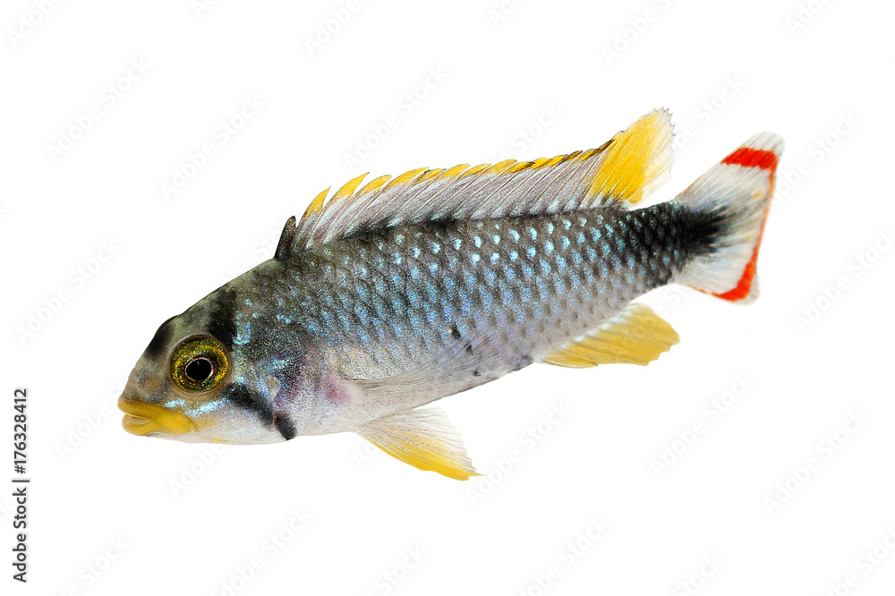 Dwarf Cichlid Blue Panda Apisto Apistogramma Pandurini aquarium fish ...