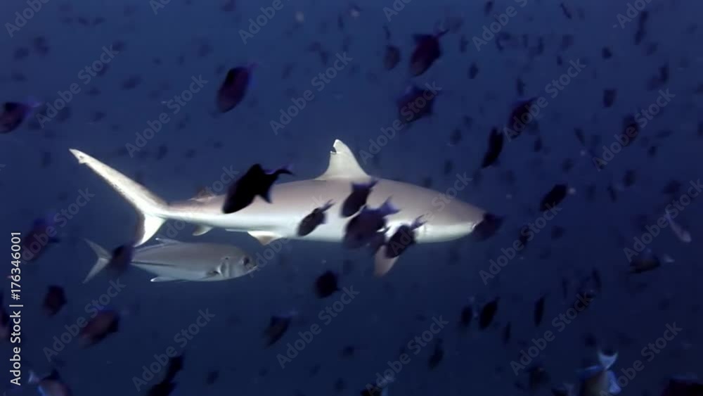 Sharks and tuna underwater on background of school fish in seabed ...