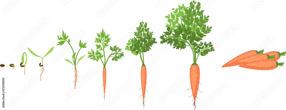 Stages of growth of carrots. From seeding to harvesting Stock Vector ...