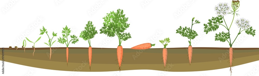 Carrot Plant Stages