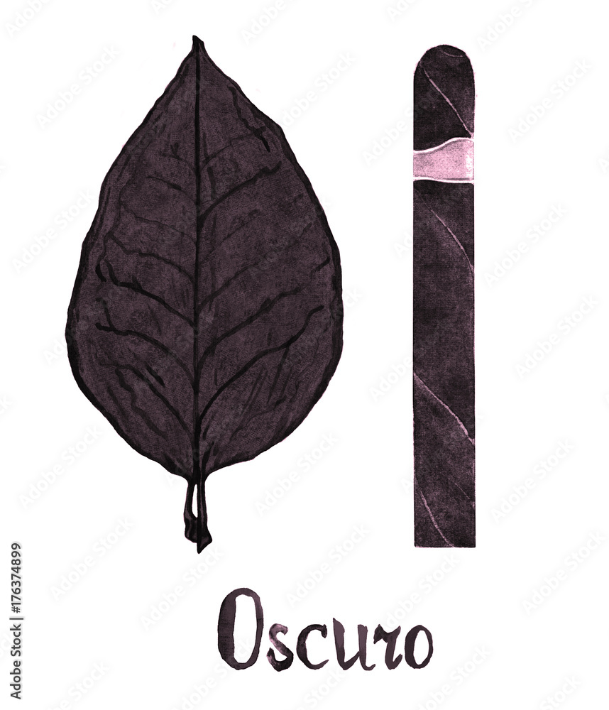 Cigar oscuro wrapper leaf color type, isolated hand painted watercolor ...