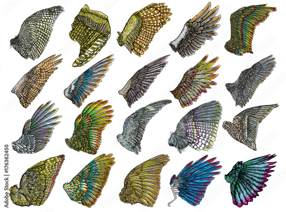 Set of colorful bird wings of different shape in open position isolated ...