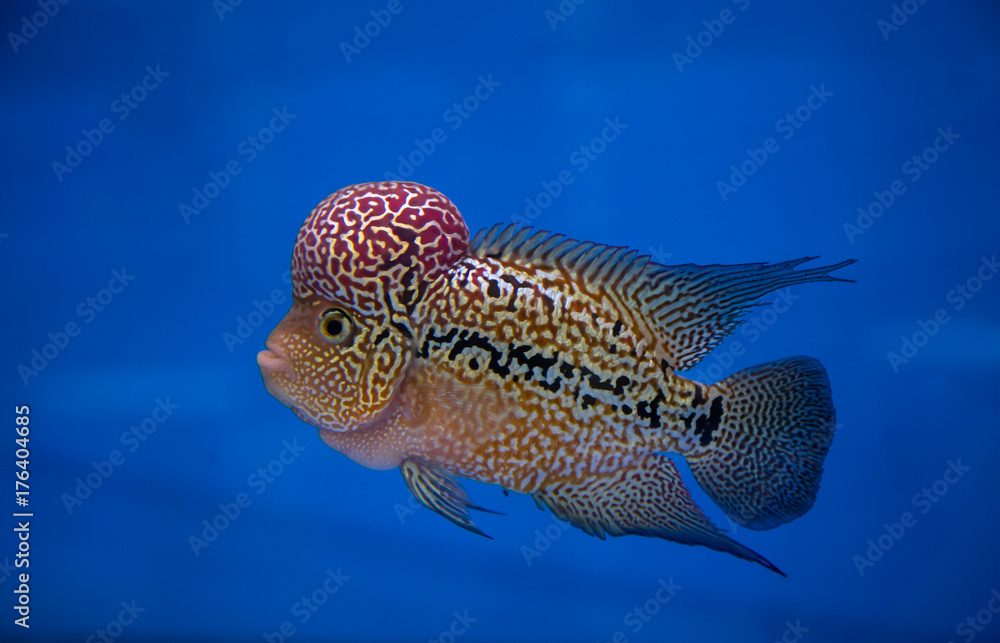 Flowerhorn cichlid fish in a blue background aquarium Stock Photo ...