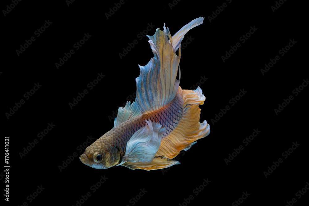 The moving moment beautiful of yellow siamese betta fish or half moon ...