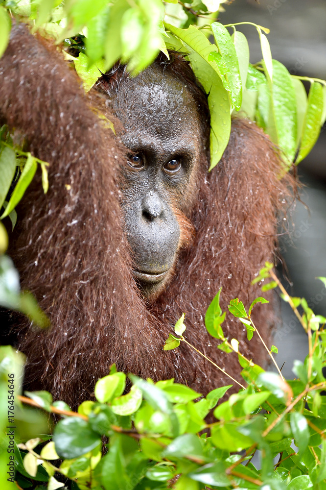 Bornean orangutan on the tree under rain in the wild nature. Central ...