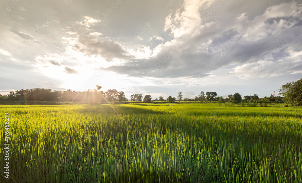 Rice fields and sunset for background. Golden Rice fields. Rice fields ...