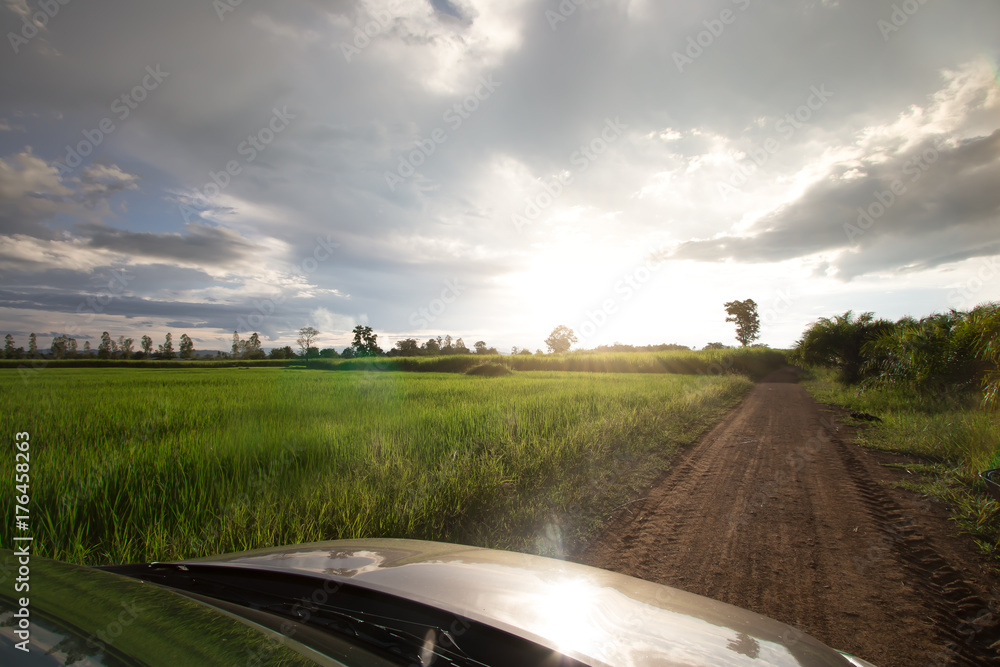Rice fields and sunset for background. Golden Rice fields. Rice fields ...