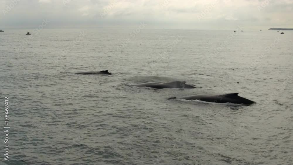 Humpback whale watching endangered species feeding surfacing spout ...