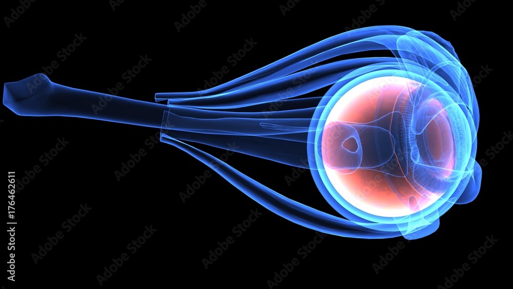 3d illustration of human body eye anatomy Stock Photo | Adobe Stock