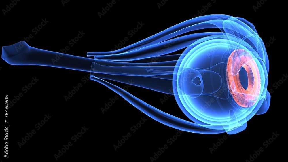 3d illustration of human body eye anatomy Stock Illustration | Adobe Stock