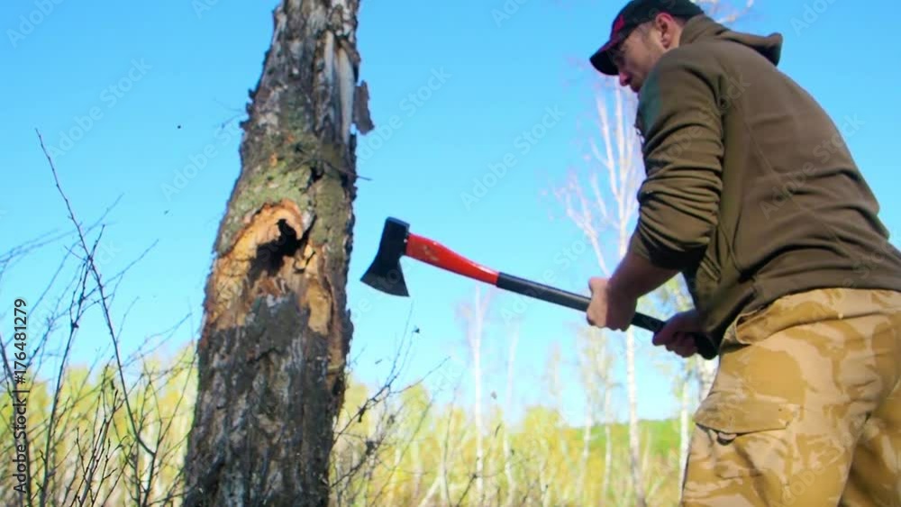 Lumberjack worker chopping down a tree breaking off many splinters in ...