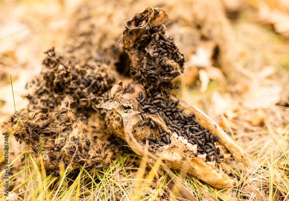 decomposed corpse of the beast in nature Stock Photo | Adobe Stock