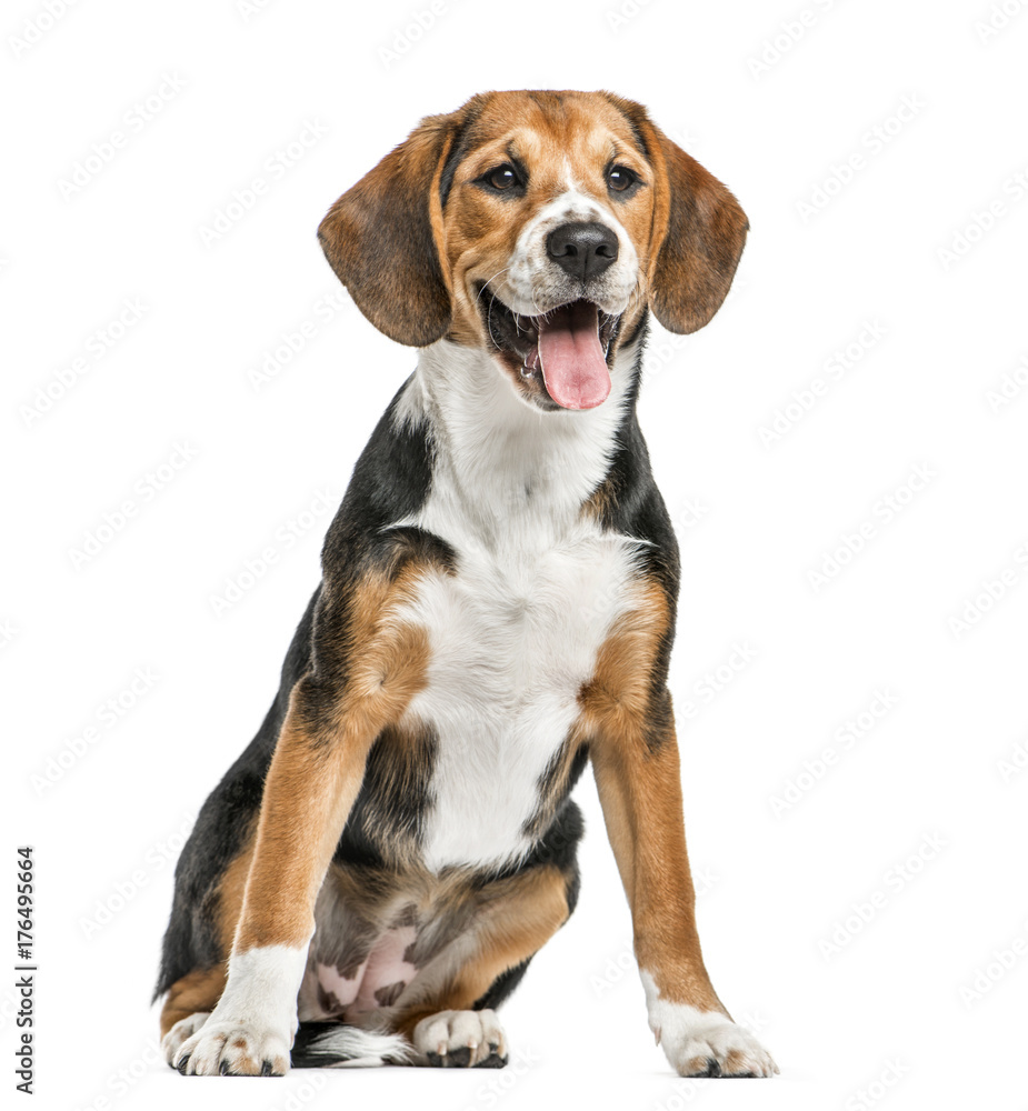 Beagle sitting and panting, isolated on white Stock Photo | Adobe Stock