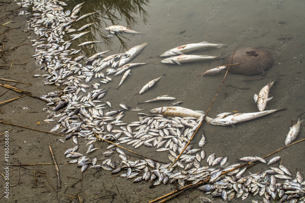 Dead fish at the river Stock Photo | Adobe Stock