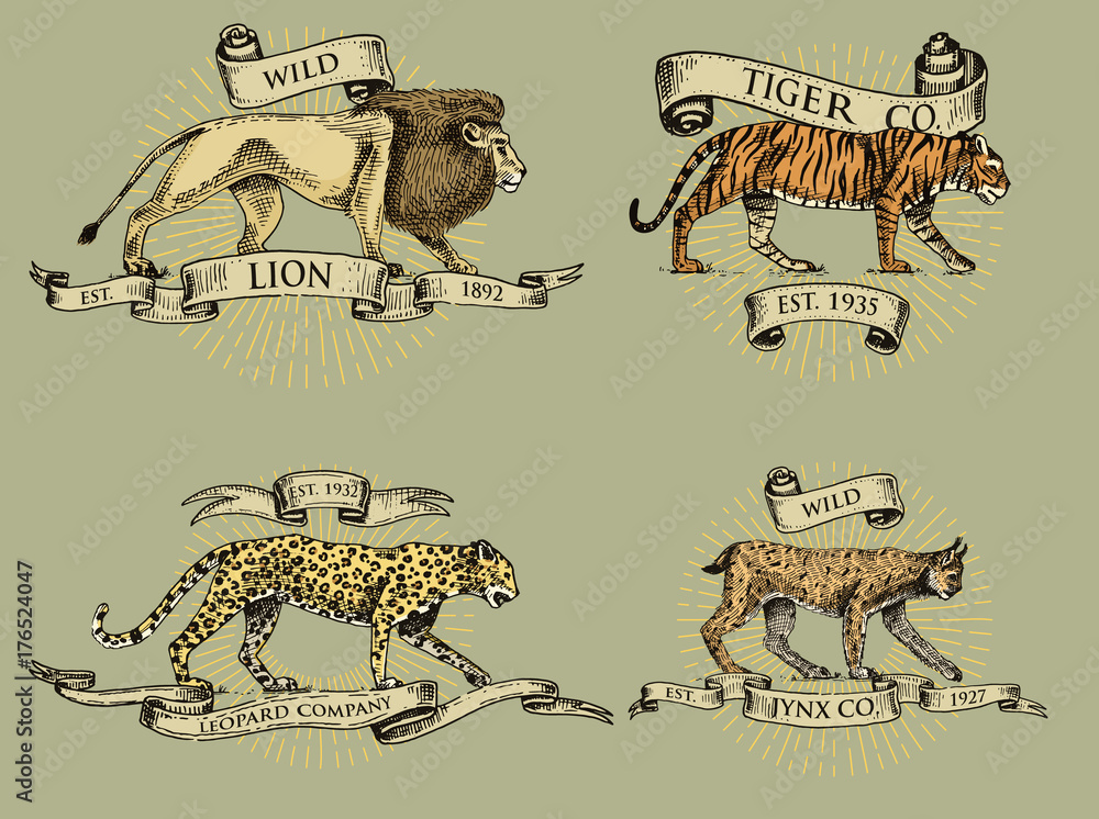 Lion Leopard Tiger