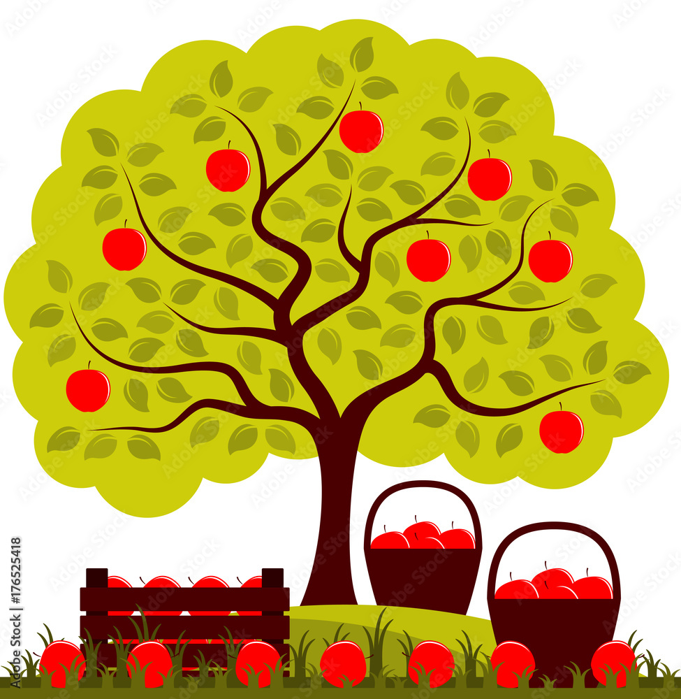 apple harvest Stock Vector | Adobe Stock