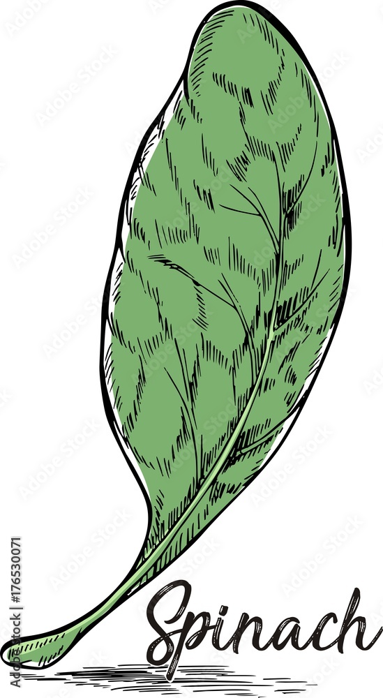 Spinach leaf hand drawn ,isolated Spinach leaf drawing on white ...