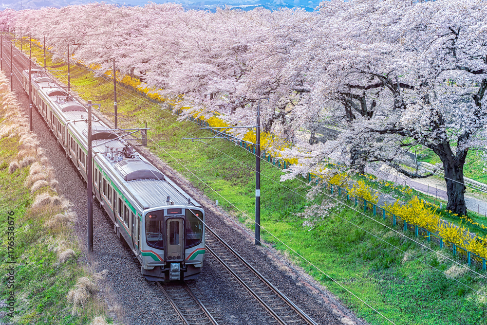 Train on the railroad track with a row of cherry trees, This area is ...
