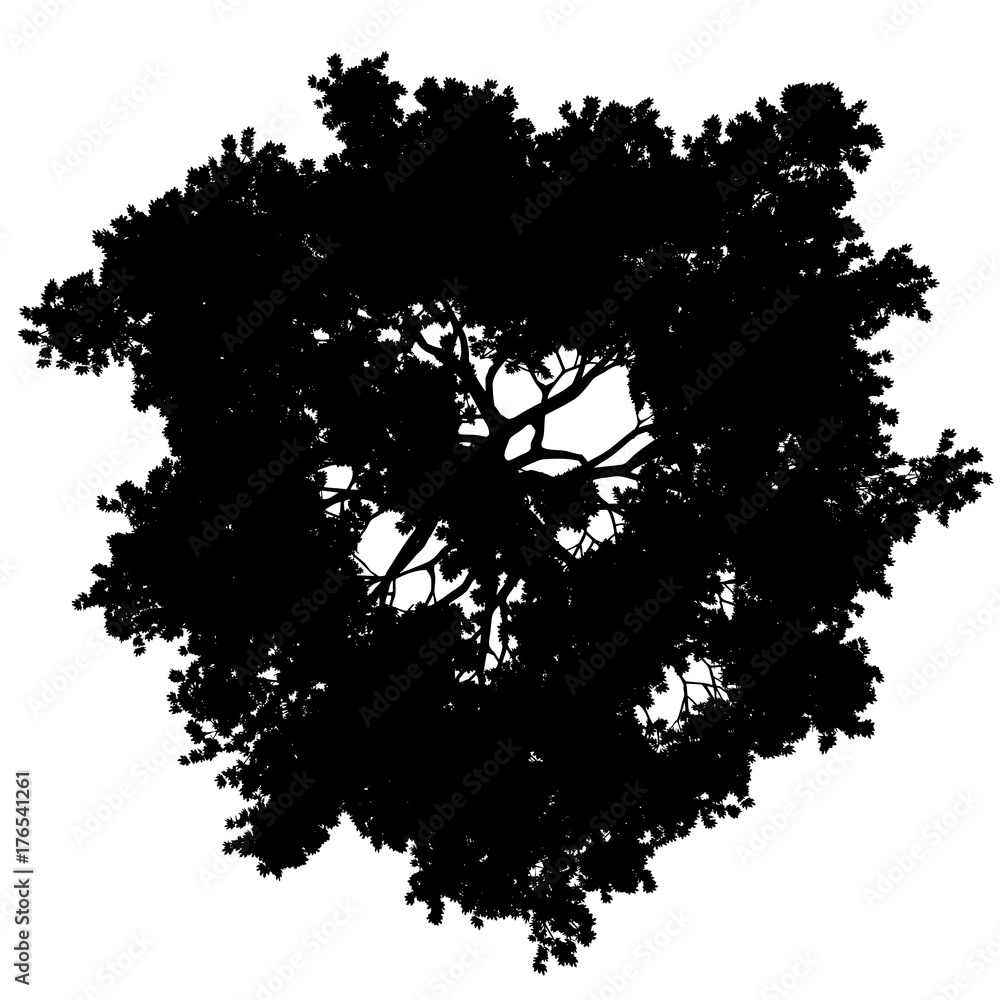 Tree Top View Silhouette