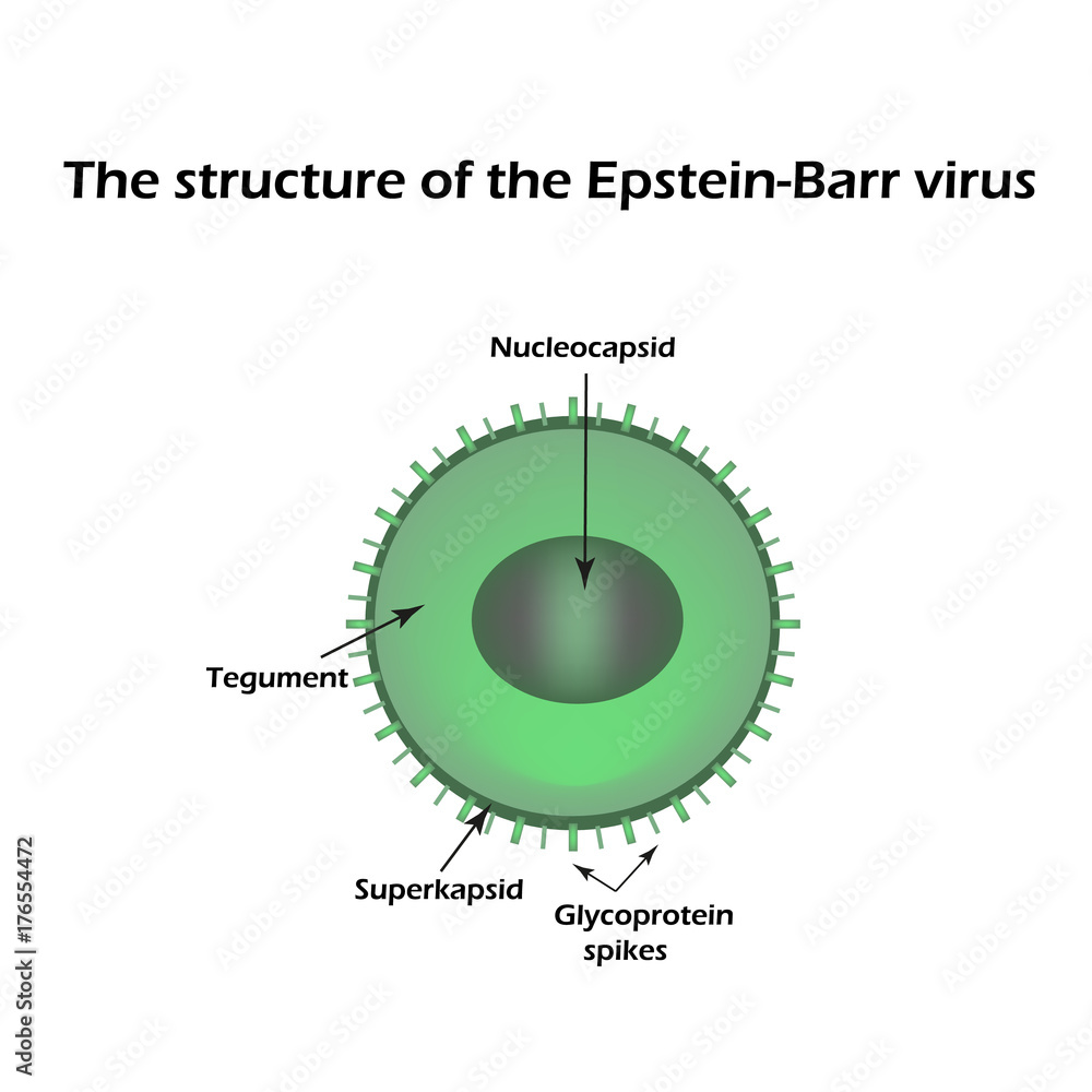 The structure of the Epstein-Barr virus. Infographics. Vector illustration Stock Vector | Adobe ...