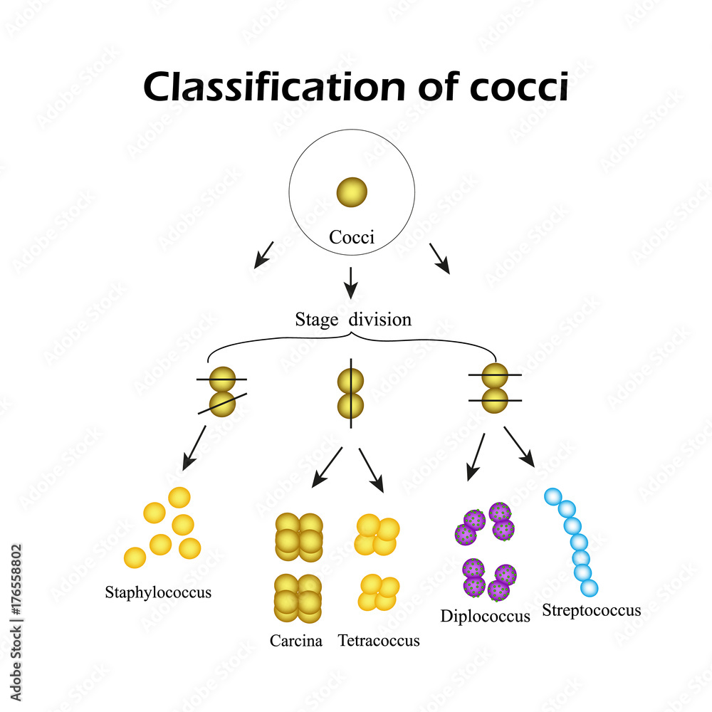 Classification of cocci bacteria. Infographics. Vector illustration ...