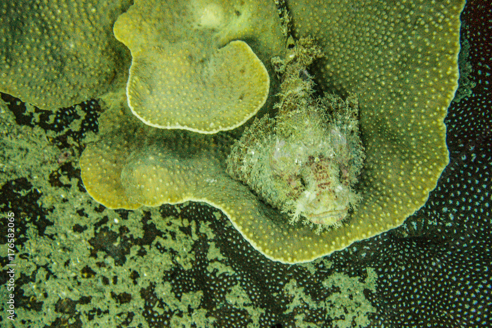 Stone Fish Camouflage