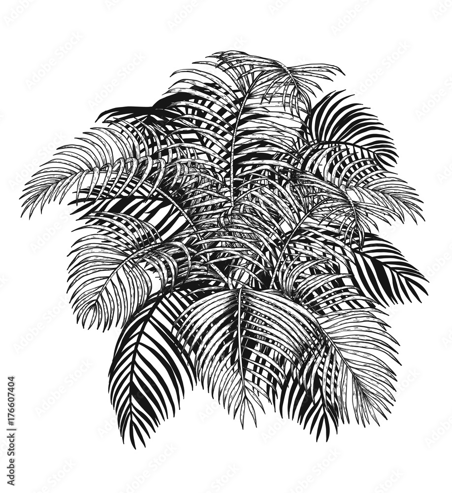 Areca palm sketch by hand drawing.Plam leaf vector set on white ...