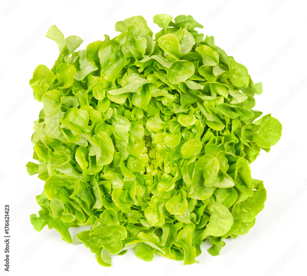 Green Oak Lettuce
