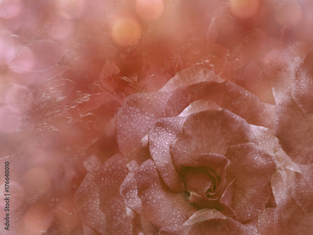 Floral light red background from rose. Flowers composition. A flower of ...