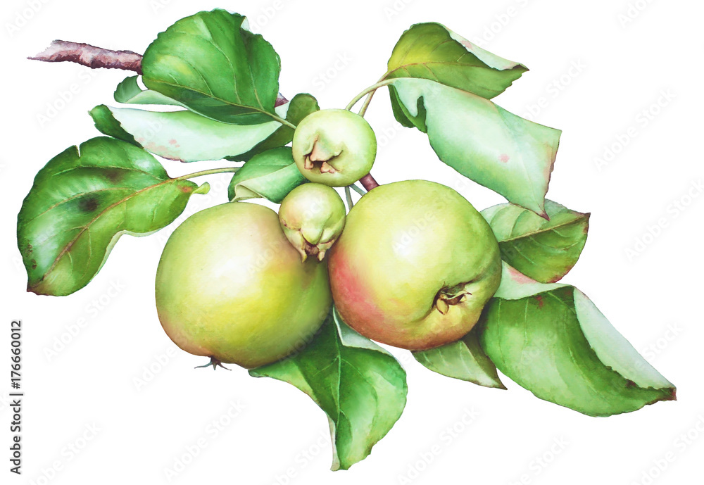 Watercolor hand drawn apple tree branch with apples and leaves isolated ...