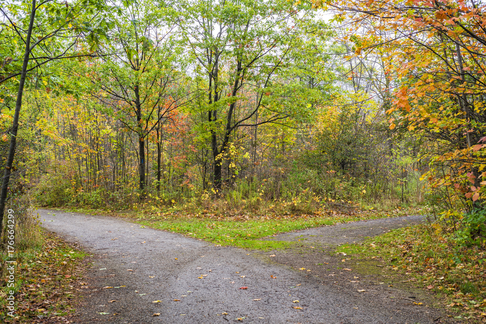 Path through an autumn forest splitting in two directions Stock Photo | Adobe Stock