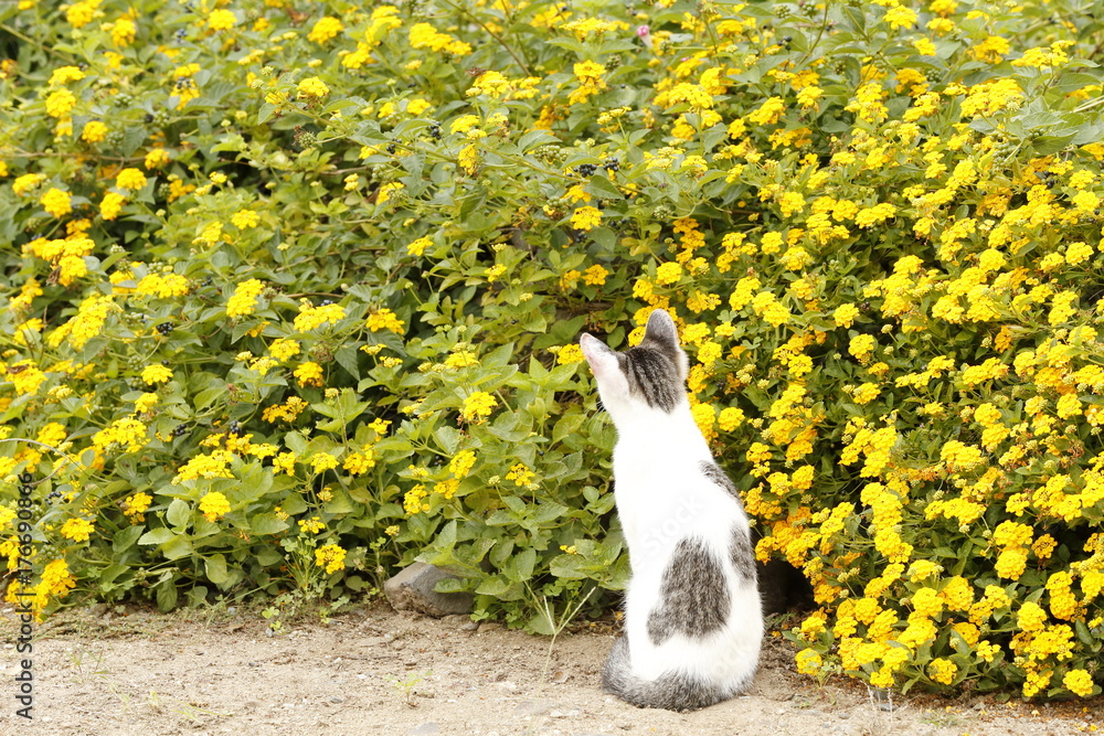 cat catching bug Stock Photo | Adobe Stock