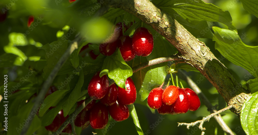 Ripe fruits of Cornelian cherries Cornus mas as a background Stock ...