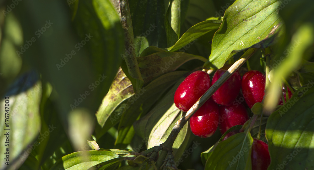 Ripe fruits of Cornelian cherries Cornus mas as a background Stock ...
