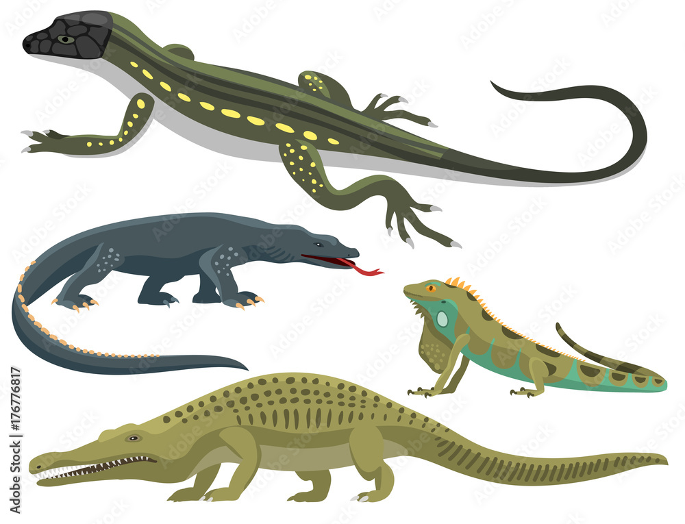 Reptiles And Amphibians Clipart