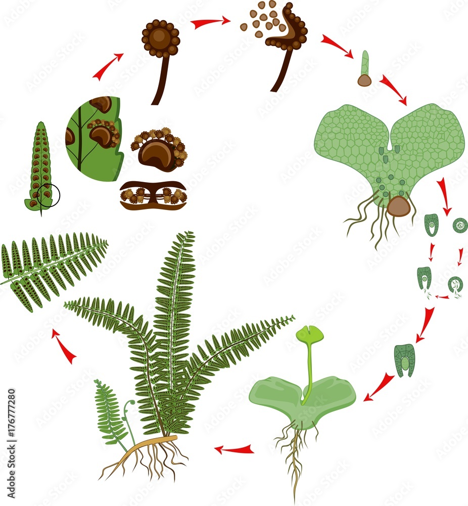 Life Cycle of Fern. Plant life cycle with alternation of diploid sporophytic and haploid ...