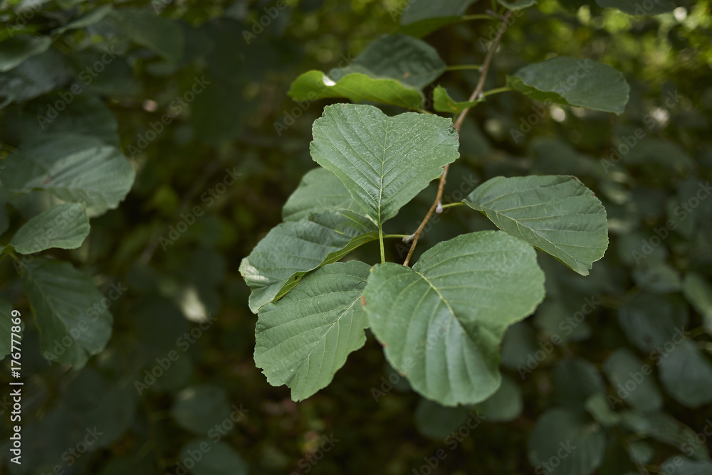 Alnus glutinosa Stock Photo | Adobe Stock