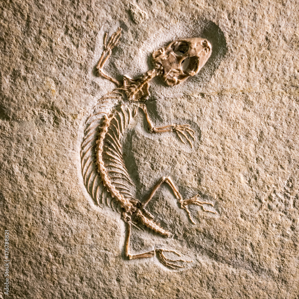 prehistoric fossils of creatures Stock Photo | Adobe Stock