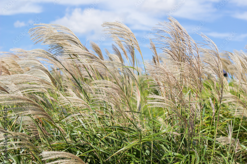 Wind Blowing Grass