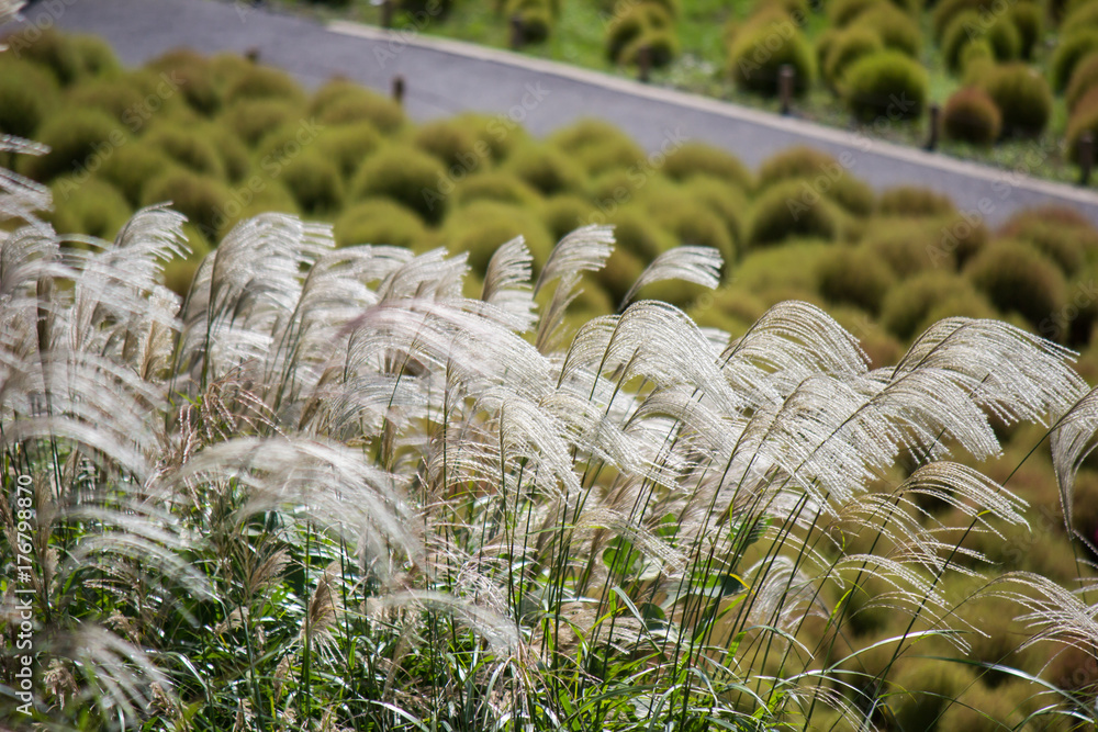 Susuki(Japanese Pampas Grass,Miscanthus sinensis) with Kochia fields ...
