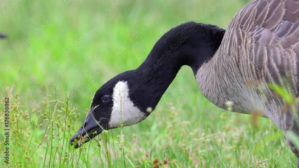 canada goose eating close up slow motion Stock Video | Adobe Stock