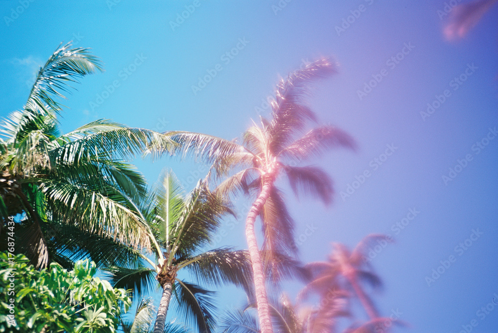 palm trees with pink to blue gradient in sky Stock Photo | Adobe Stock