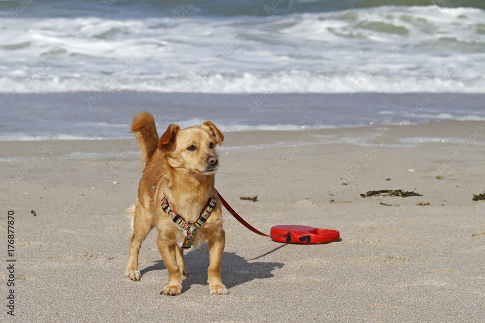 Podenco Maneto-Mix am Strand von Sylt Stock Photo | Adobe Stock