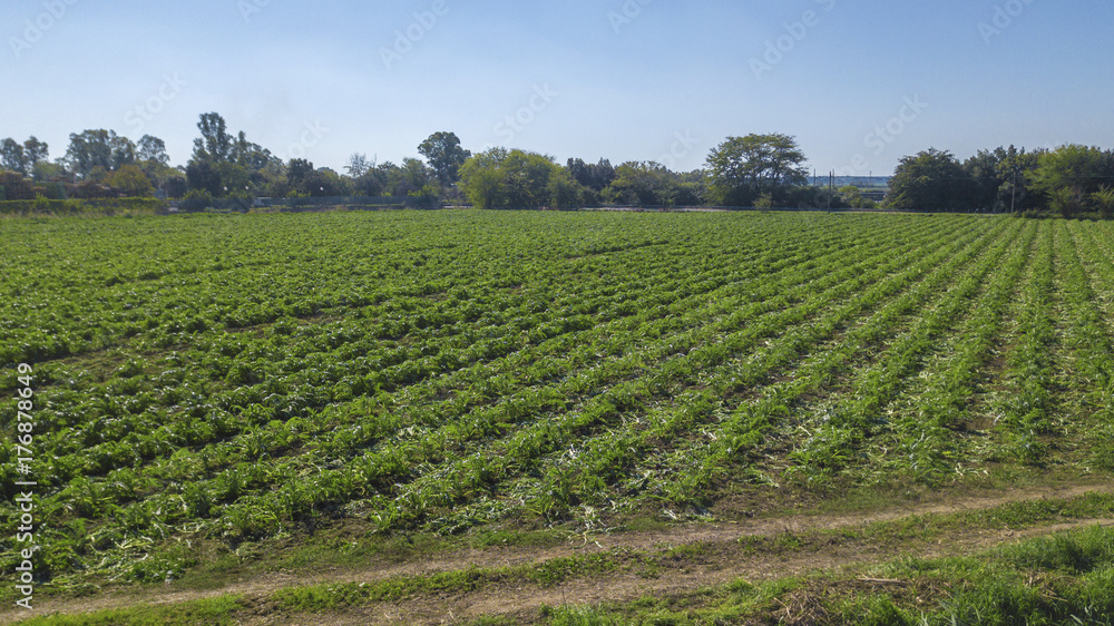 Foto de Vista aerea di un campo coltivato a carciofi tra le campagne ...