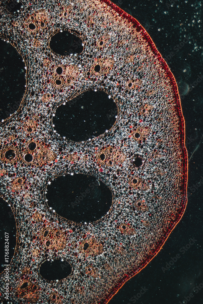 plant cells micrograph Stock Photo | Adobe Stock