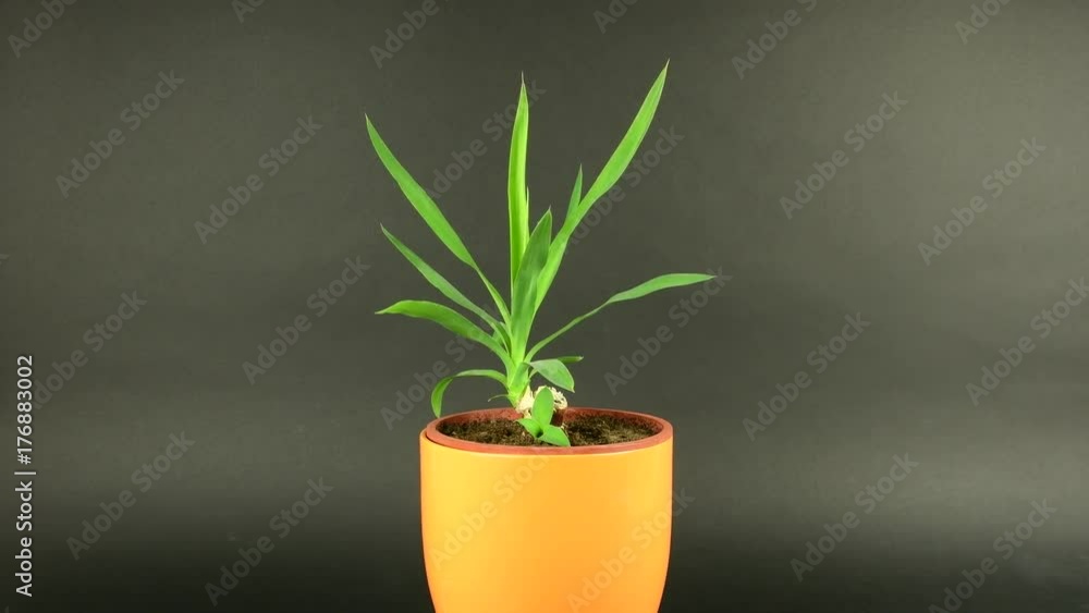 Yucca plant in orange flowerpot on black background. Yucca plant ...