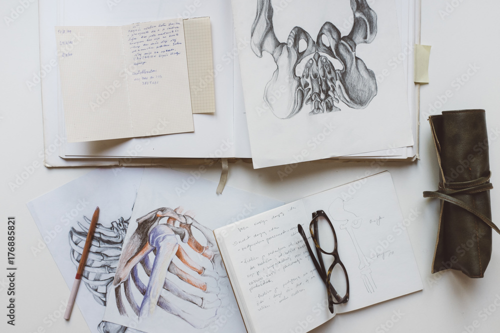 Anatomy Study Stock Photo | Adobe Stock