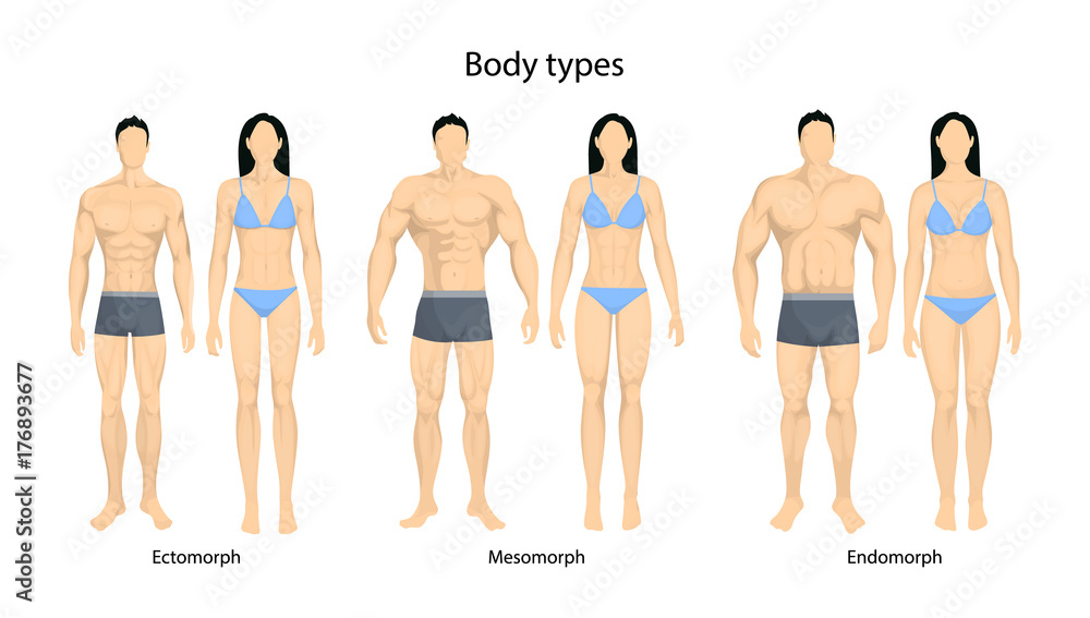 Human body types. Stock Vector | Adobe Stock