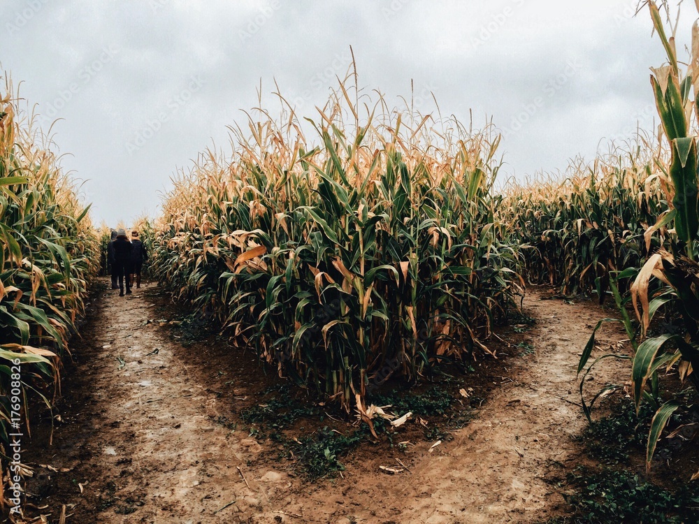 Corn Maze II Stock Photo | Adobe Stock